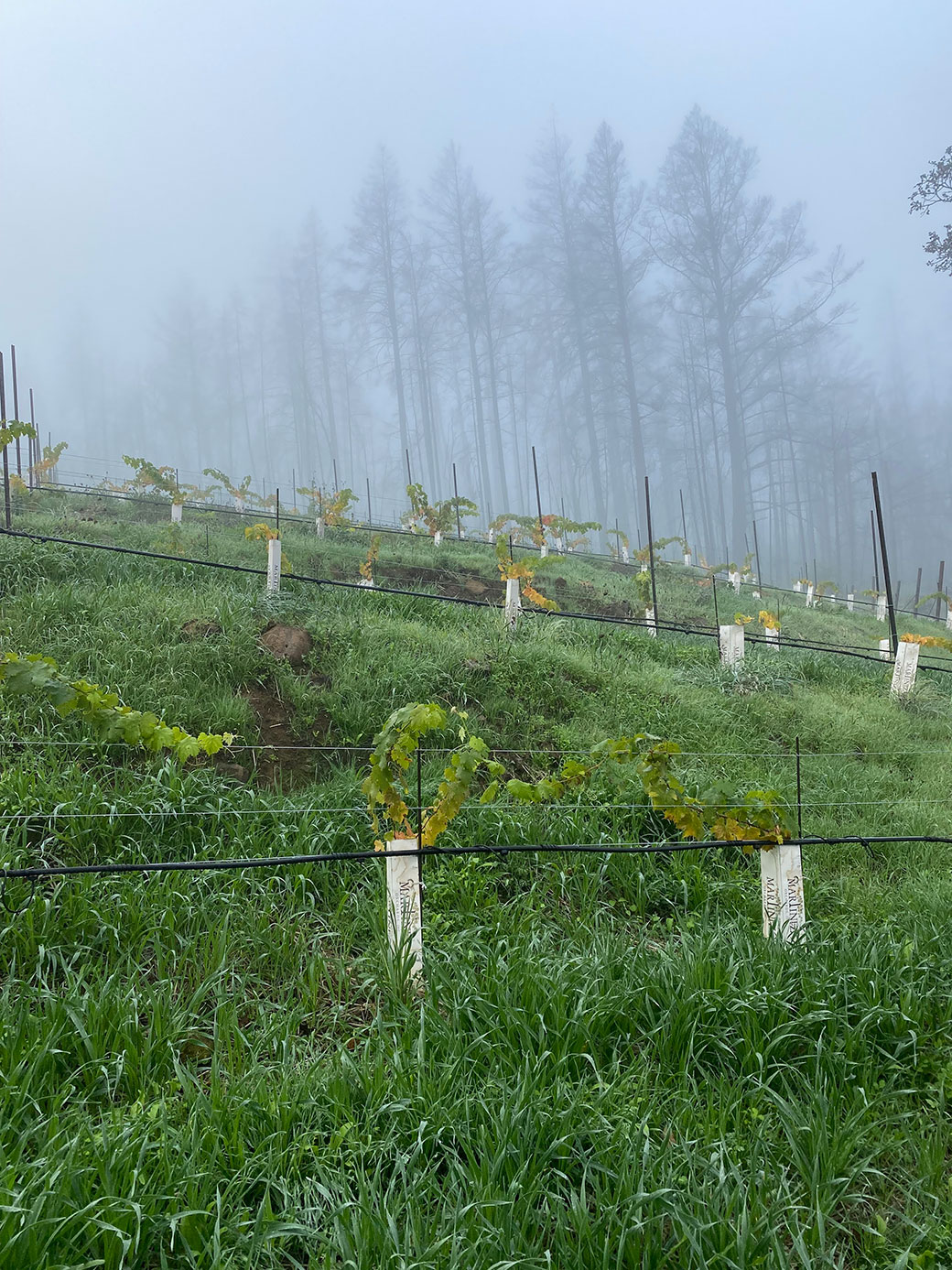 How to Raise a Vineyard – HL Blog
